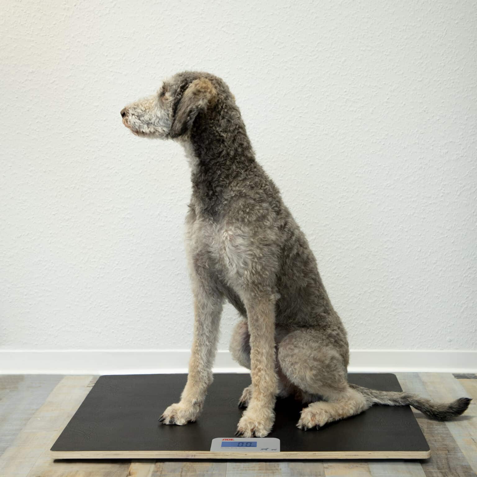 Vet scale | ADE MV304600 - ADE Germany